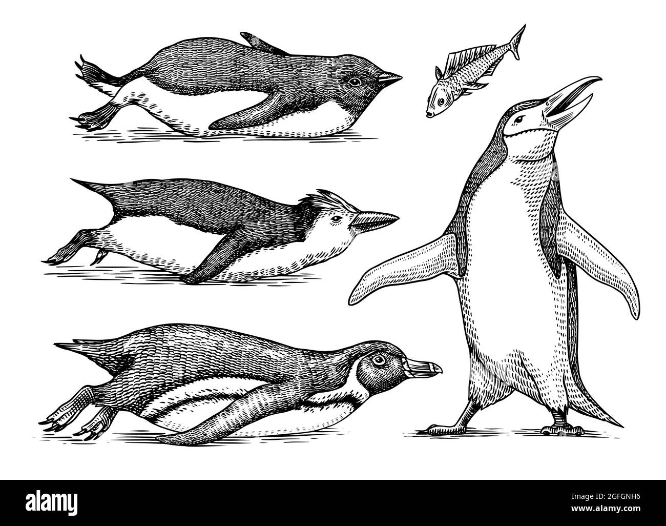 Emperor penguin and cute baby. Small cute family. vector graphics black ...