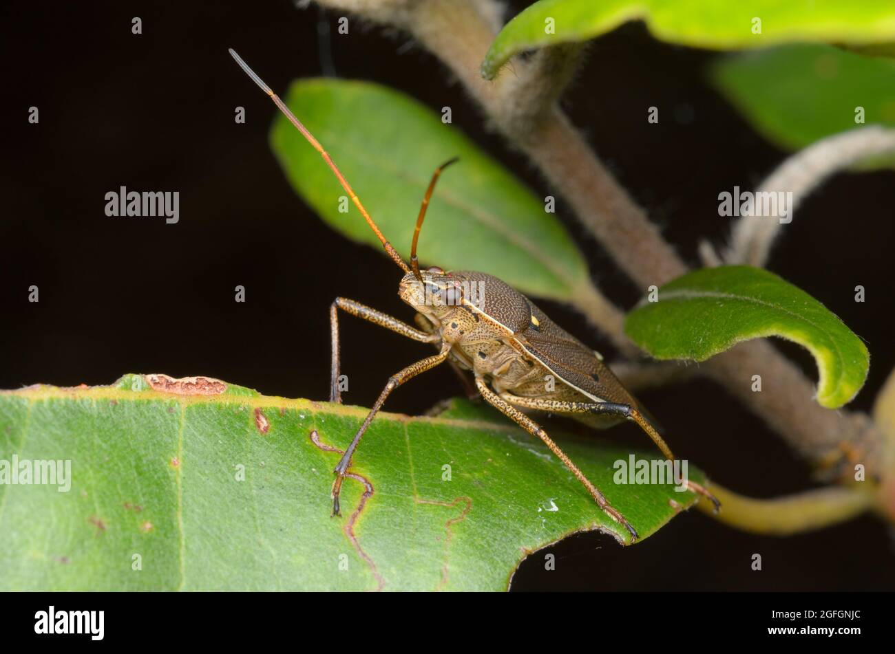 Gum tree bug hi-res stock photography and images - Alamy
