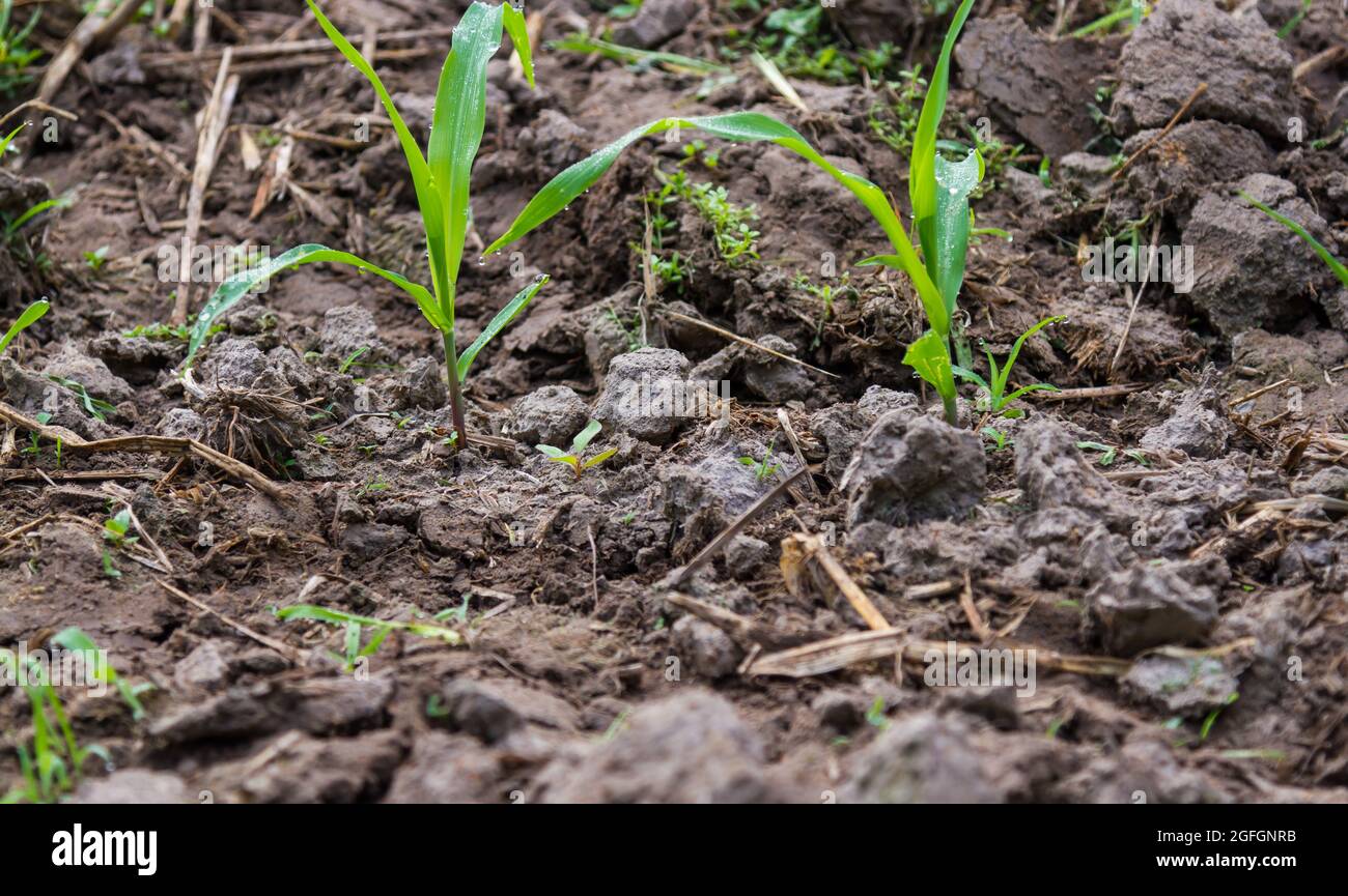 Corn Seedling How To Grow Sweetcorn