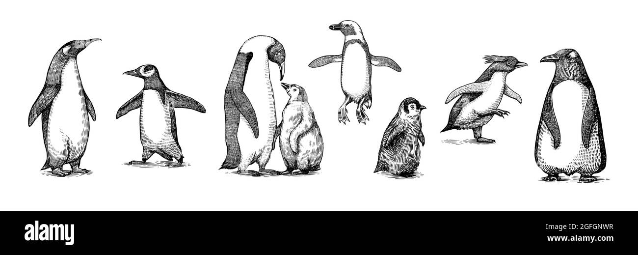 Pen & Ink Black and White Art Fun Art Ink Drawing Bird Art Ink Art ...