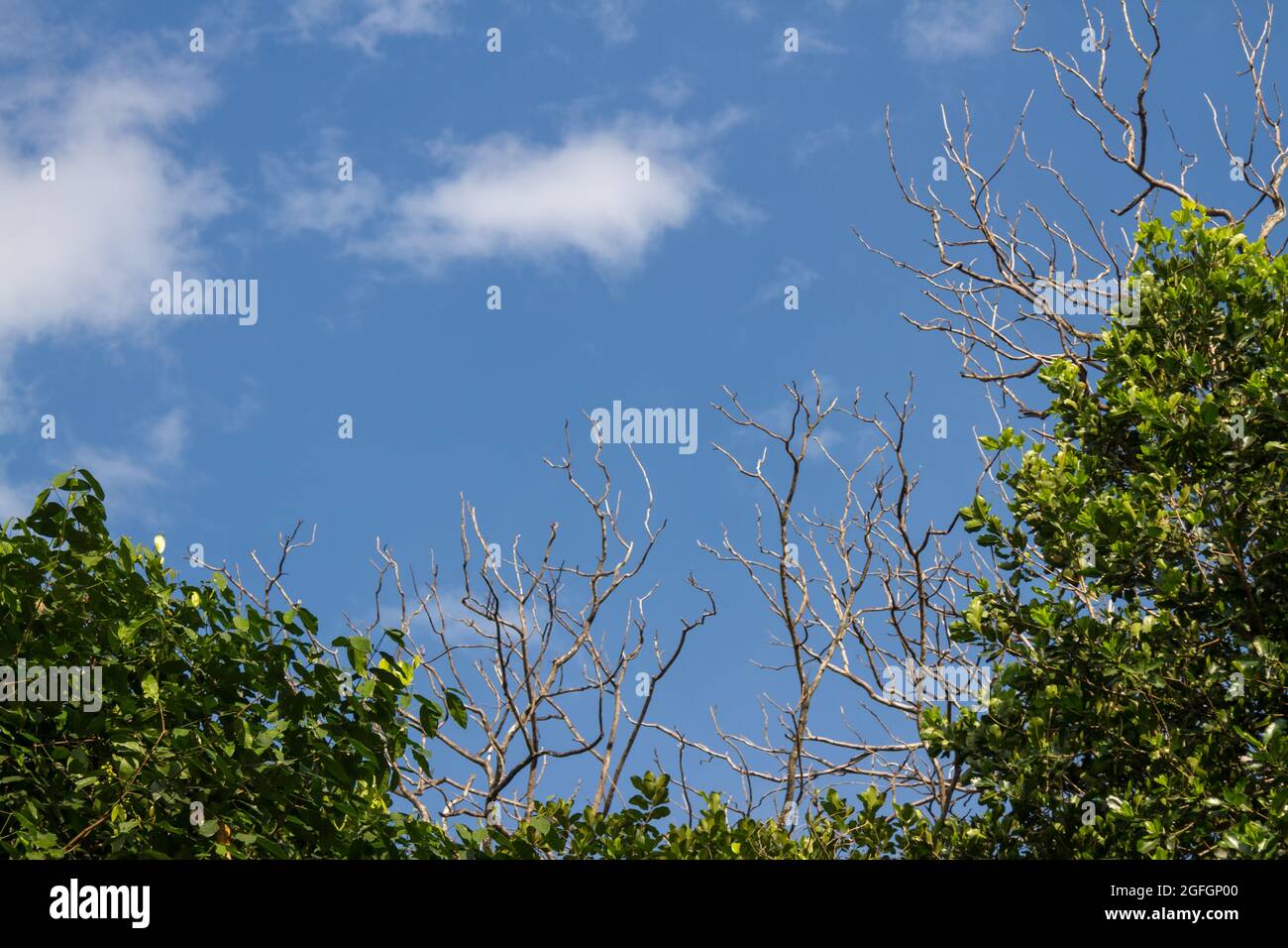 dead and dry tree shoots and branches against a clear sky background ...