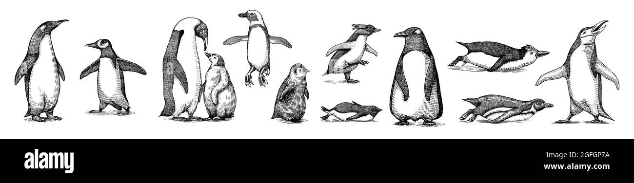 Emperor penguin colony. Adult with juveniles. Small family set. Vector ...
