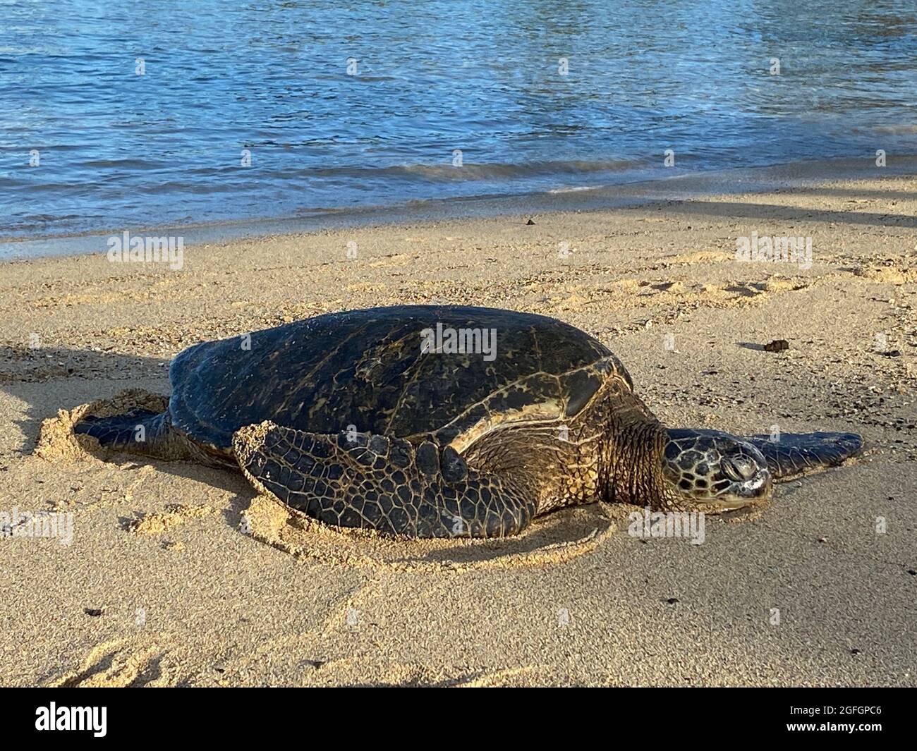 Endangered Hawaiian green sea turtle basking on Poipu Beach in the ...