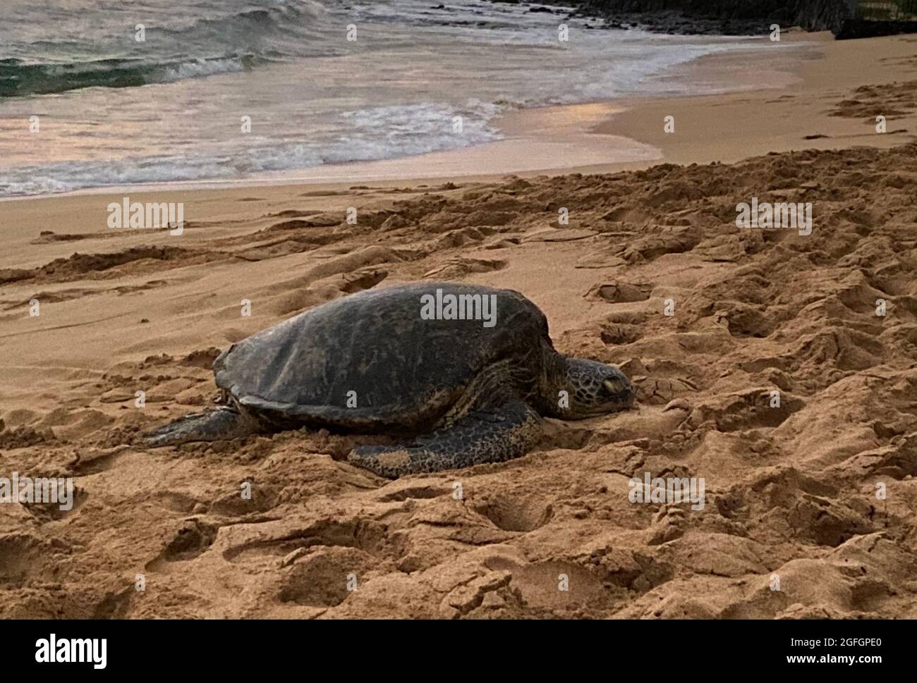 Endangered Hawaiian green sea turtle (honu) basking on a beach in Kauai ...