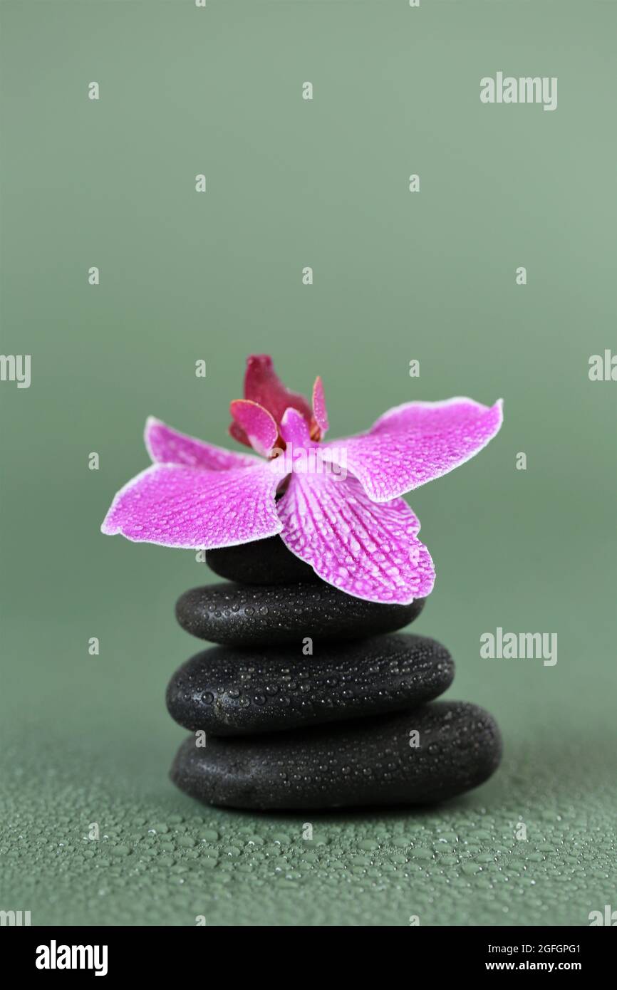 Stones and Orchid Flower. Massage Stone.Beauty and harmony. Black ...