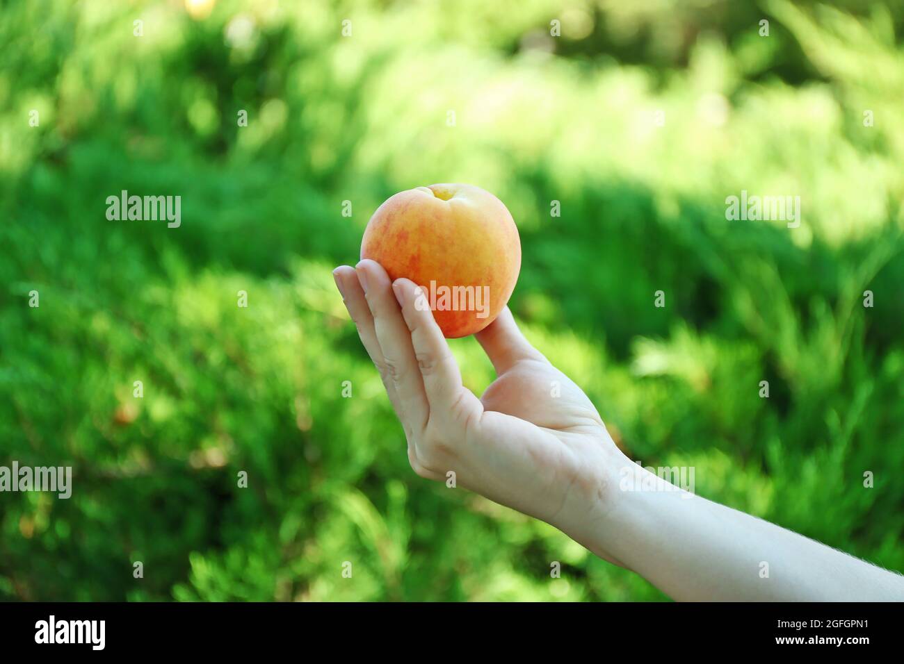 Woman holding peach on blurred nature background Stock Photo - Alamy