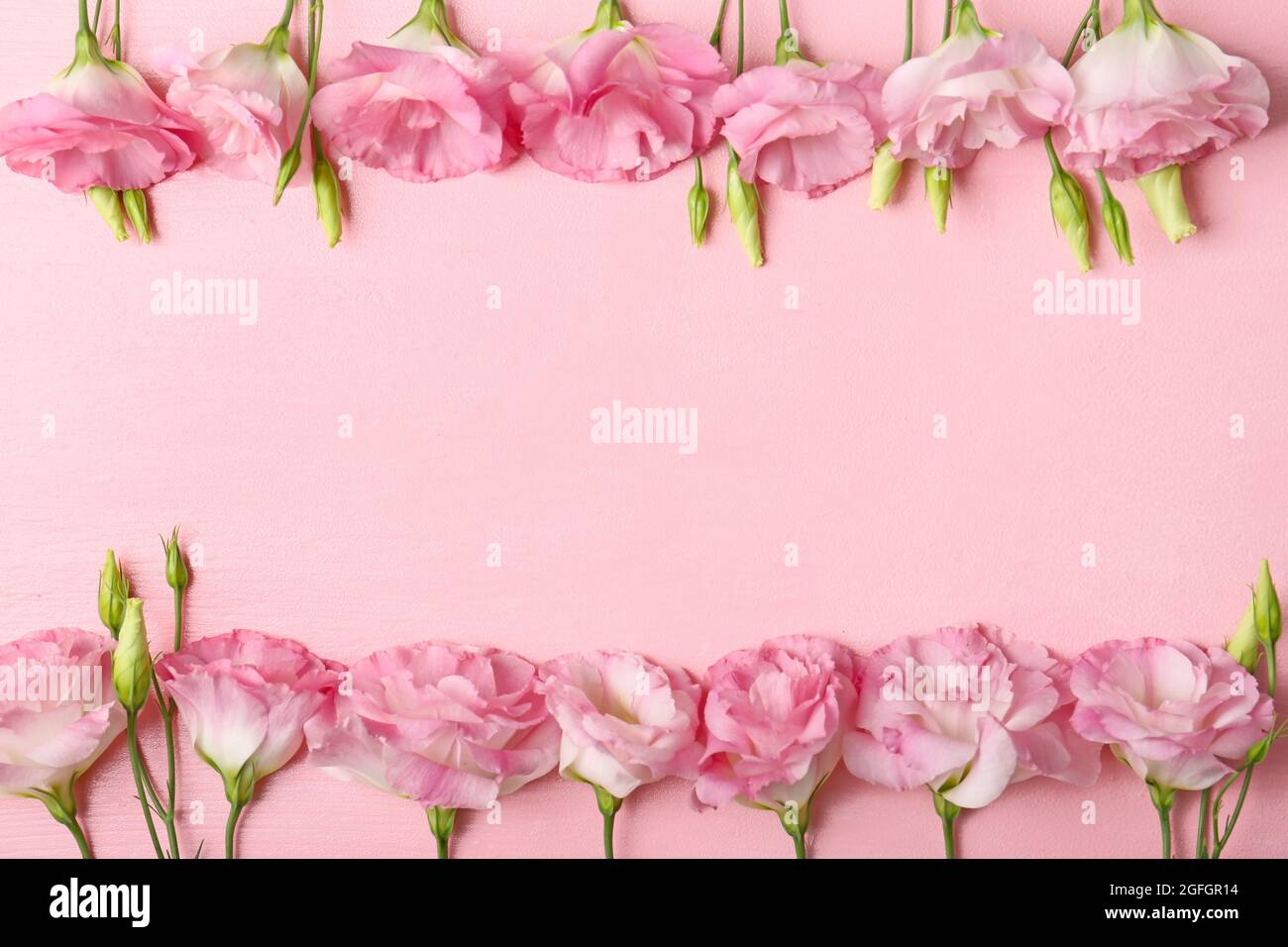 Fresh flowers frame on pink background Stock Photo - Alamy