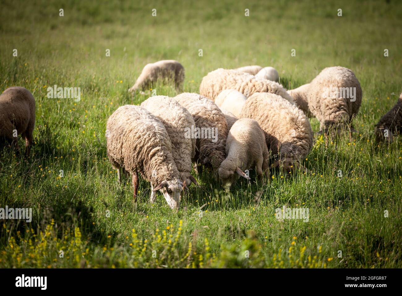 Picture of sheeps, white sheeps, standing in a pasture. Sheep are quadrupedal, ruminant mammals ...