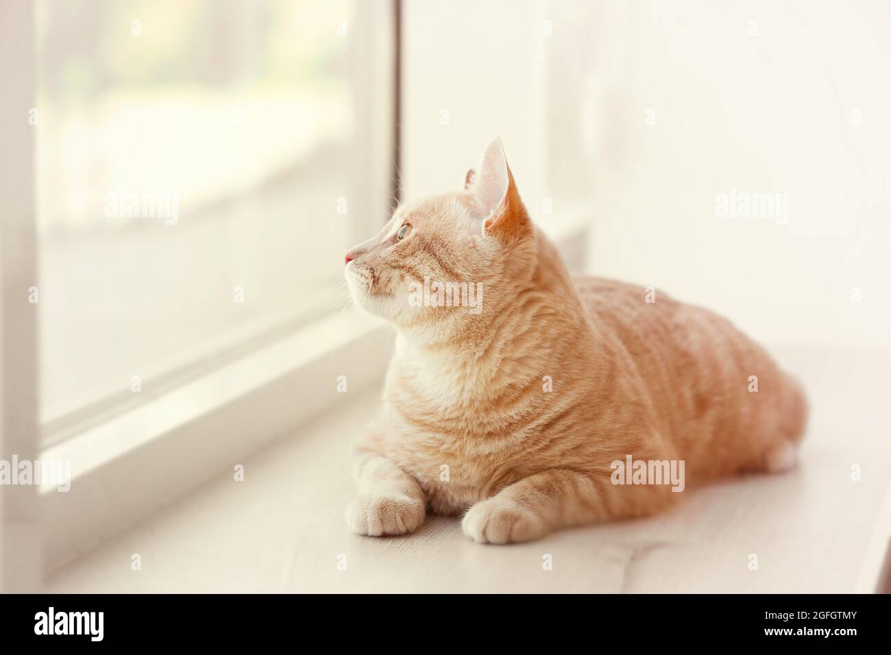 Cute cat on windowsill Stock Photo - Alamy