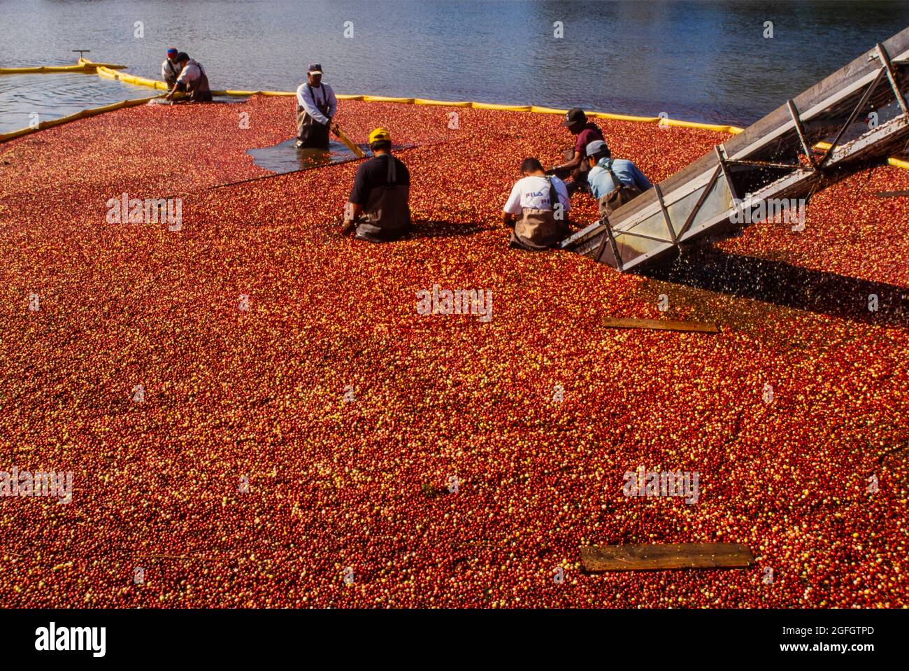 cranberry harvest in pine barrens New Jersey Stock Photo - Alamy