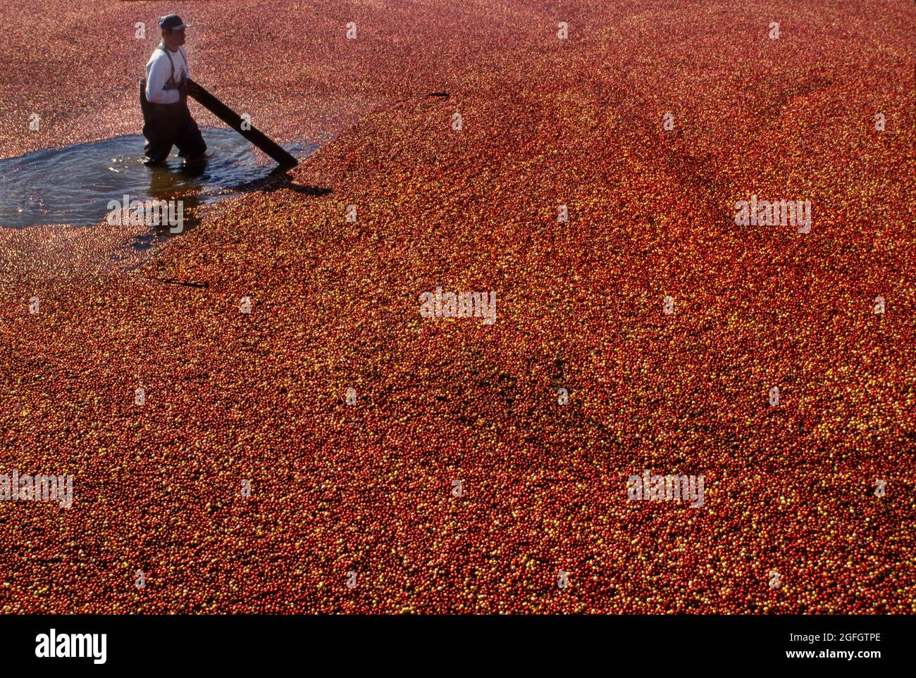 cranberry harvest in pine barrens New Jersey Stock Photo - Alamy