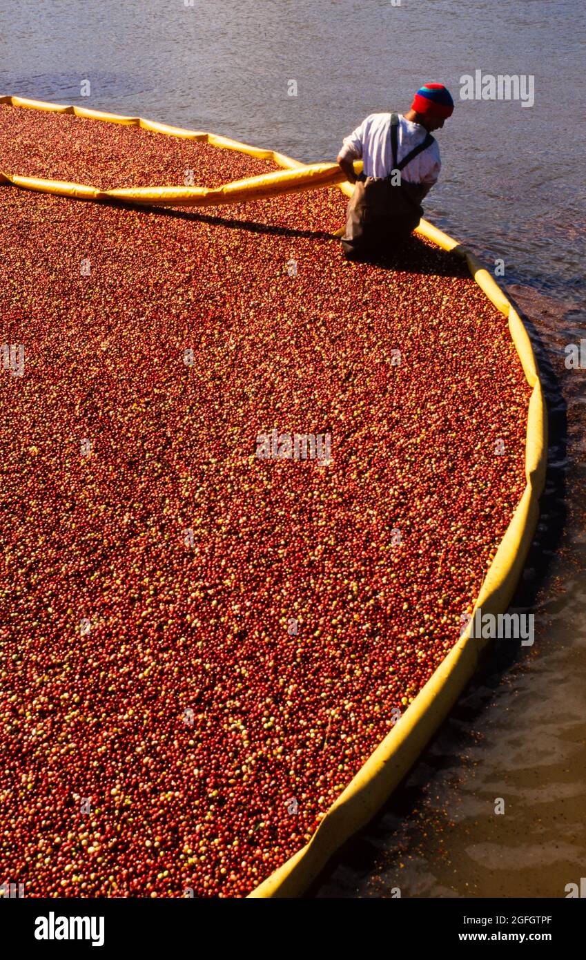 cranberry harvest in pine barrens New Jersey Stock Photo - Alamy