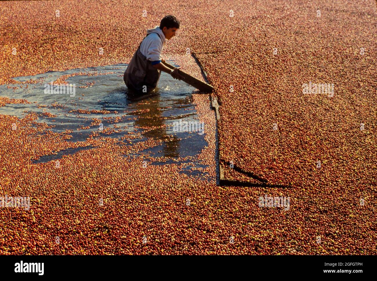 cranberry harvest in pine barrens New Jersey Stock Photo - Alamy