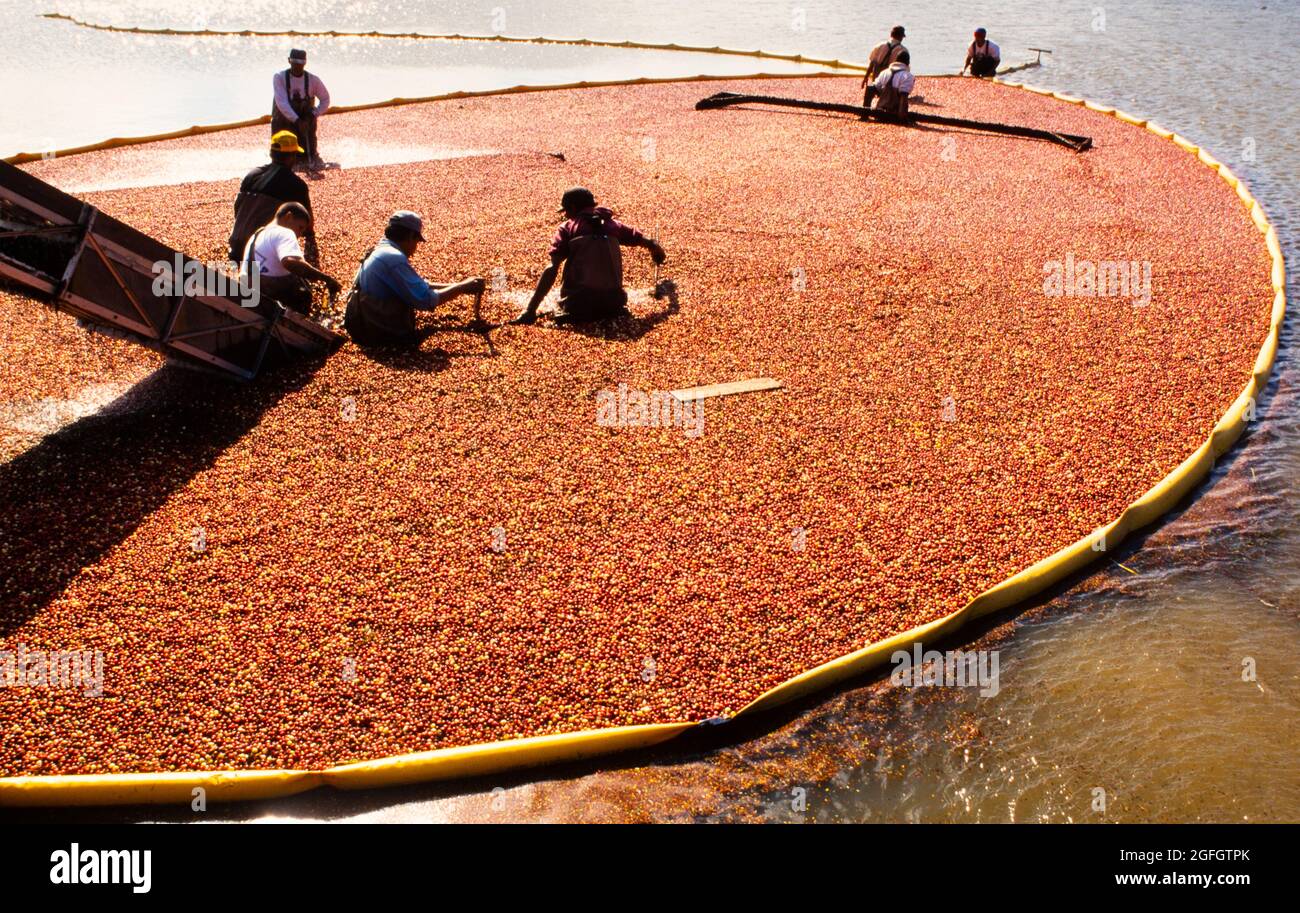 Cranberry bog new jersey hi-res stock photography and images - Alamy