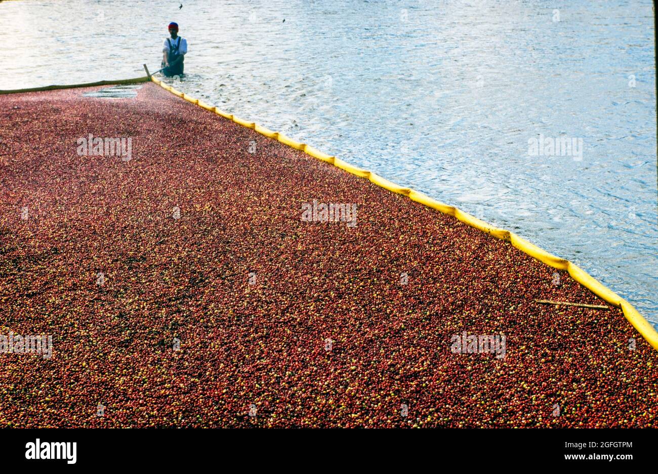cranberry harvest in pine barrens New Jersey Stock Photo - Alamy
