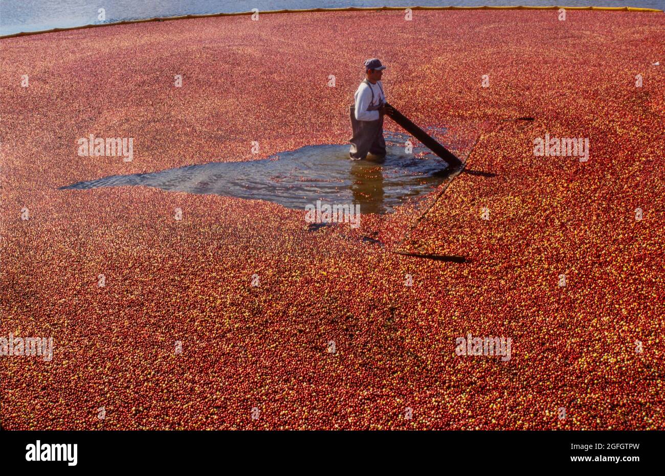 cranberry harvest in pine barrens New Jersey Stock Photo - Alamy