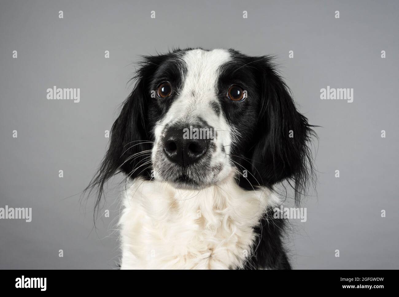 A 5 year old female Border Collie / Springer Spaniel (Sprollie) dog ...