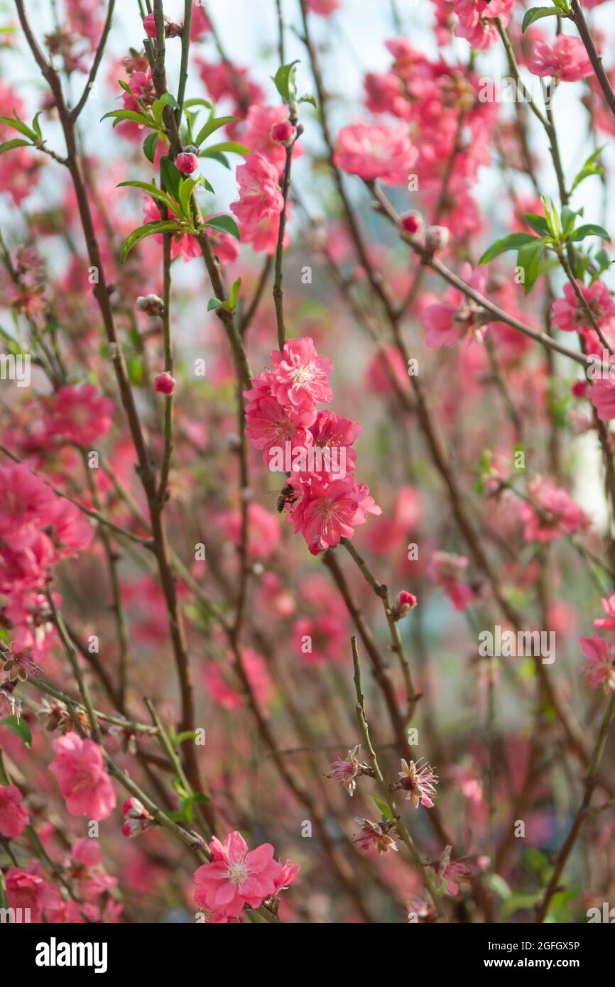 Chinese plum tree hi-res stock photography and images - Alamy