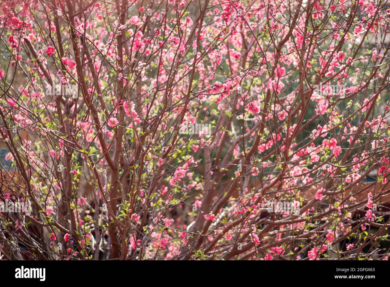 Chinese plum tree hi-res stock photography and images - Alamy
