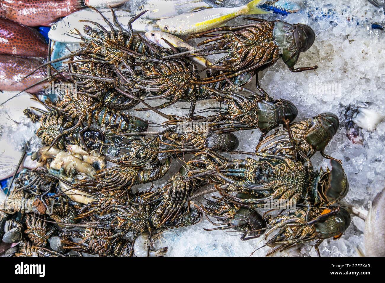 Fresh crabs on open fish market in Hurghada city, Egypt Stock Photo - Alamy