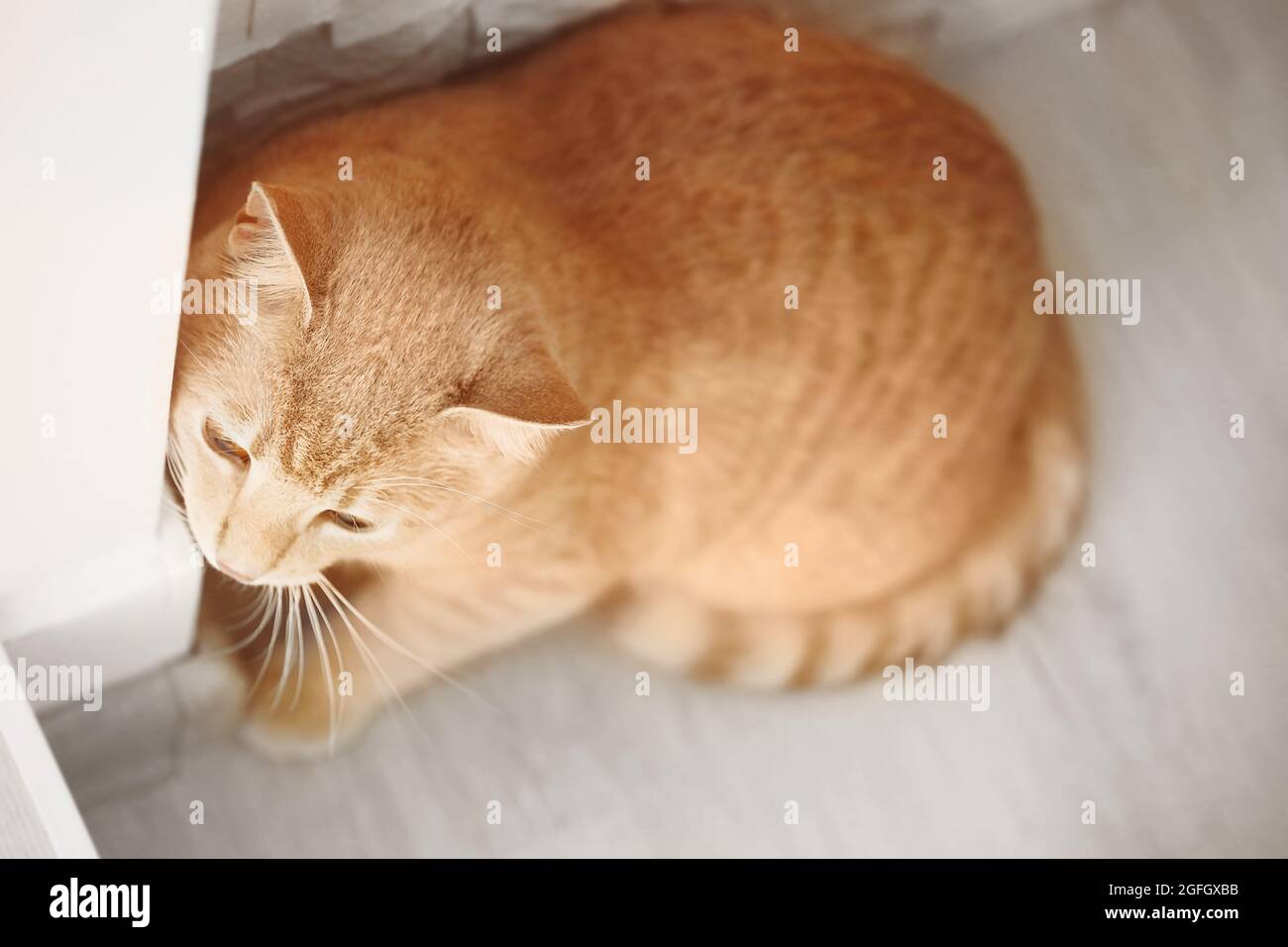 Cute cat in corner Stock Photo - Alamy