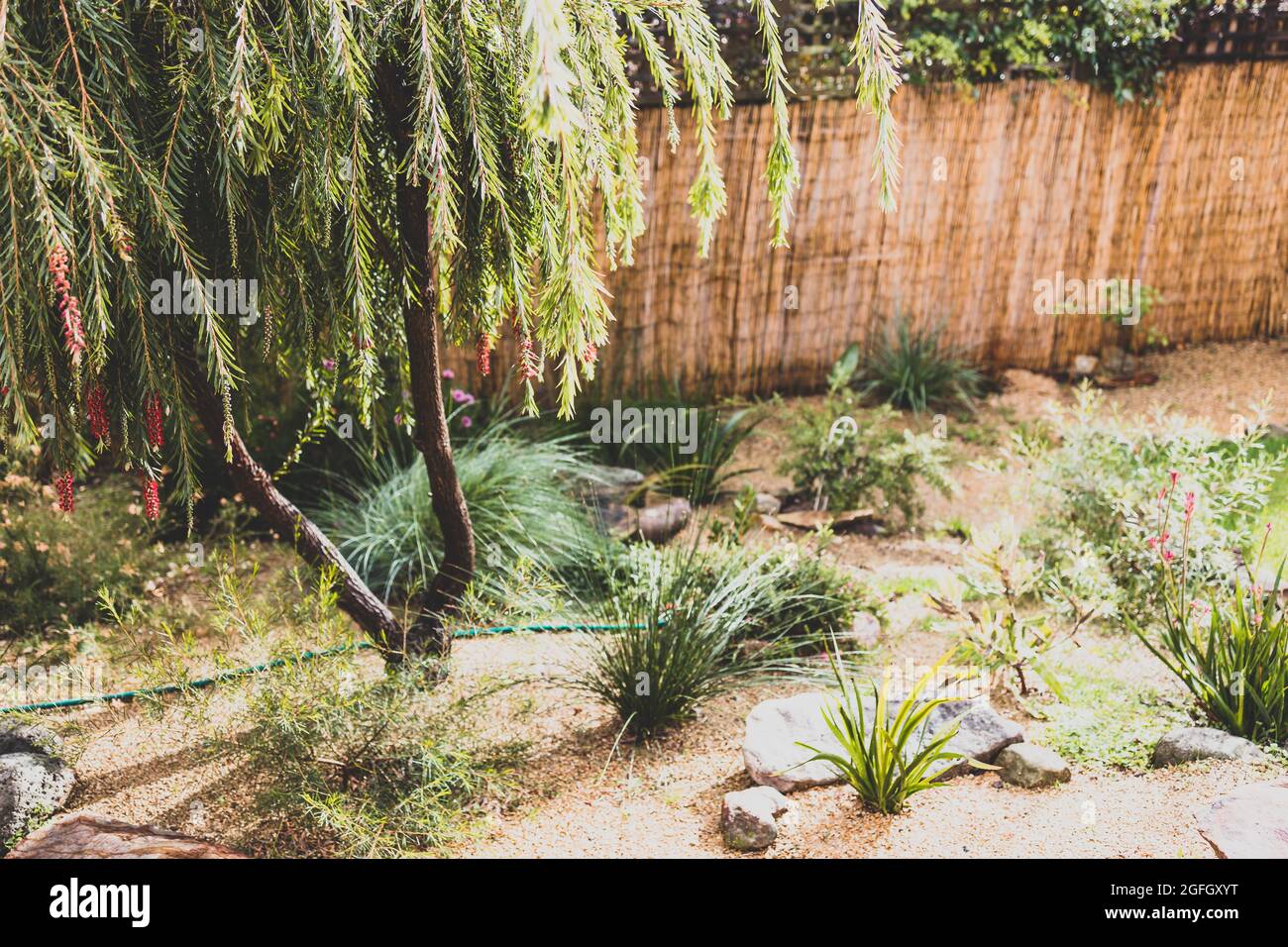idyllic backyard with Australian native plants and trees with cosy ...