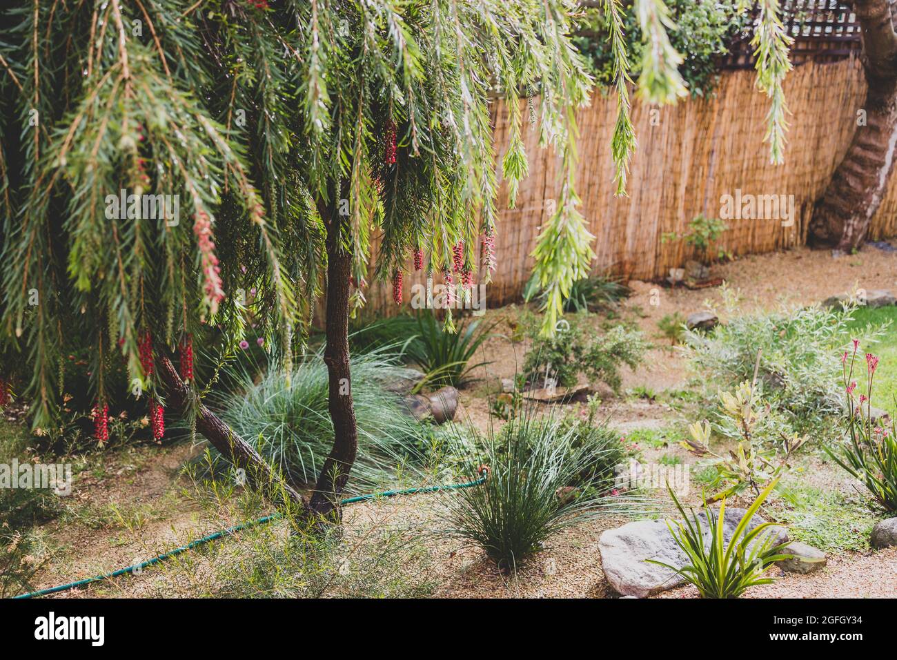 idyllic backyard with Australian native plants and trees with cosy ...
