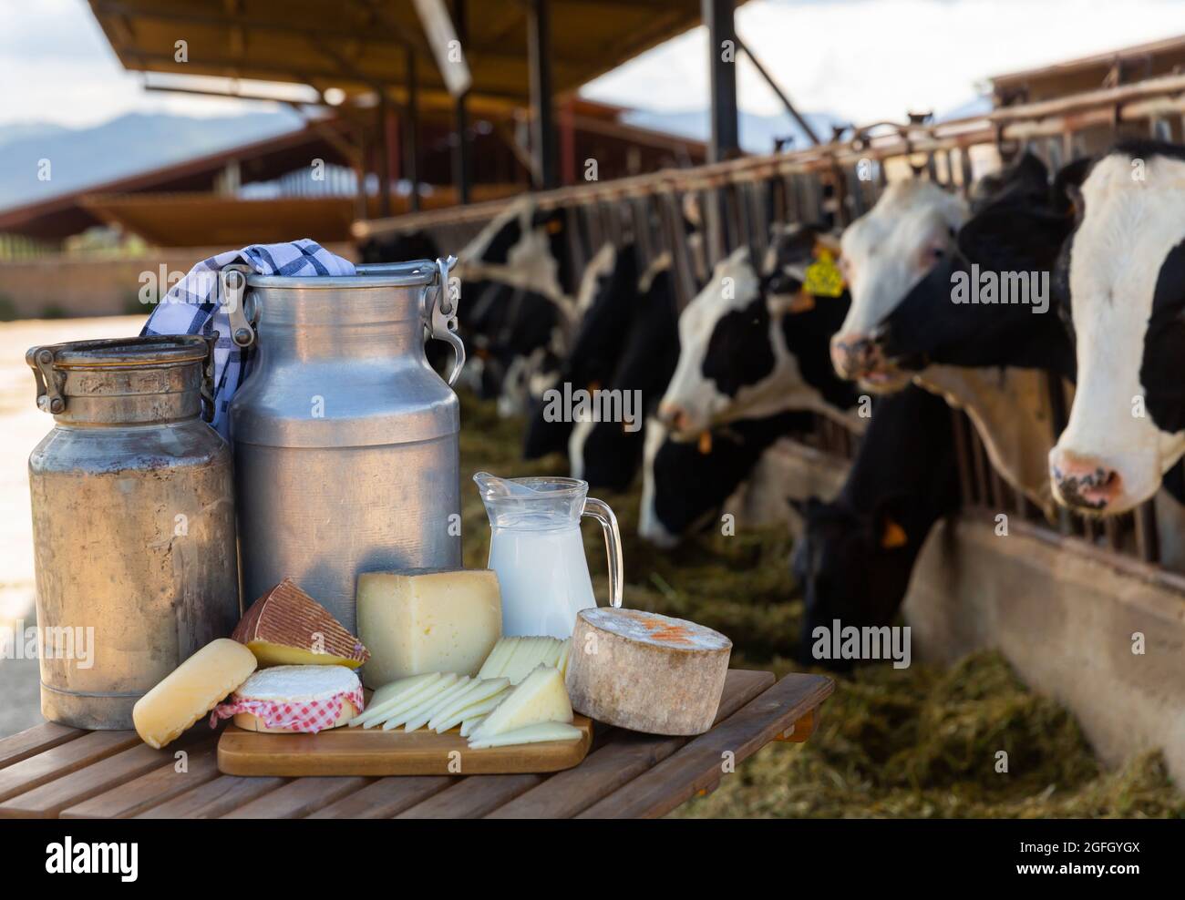 Dairy farm - table with dairy products in background of cows in stall ...