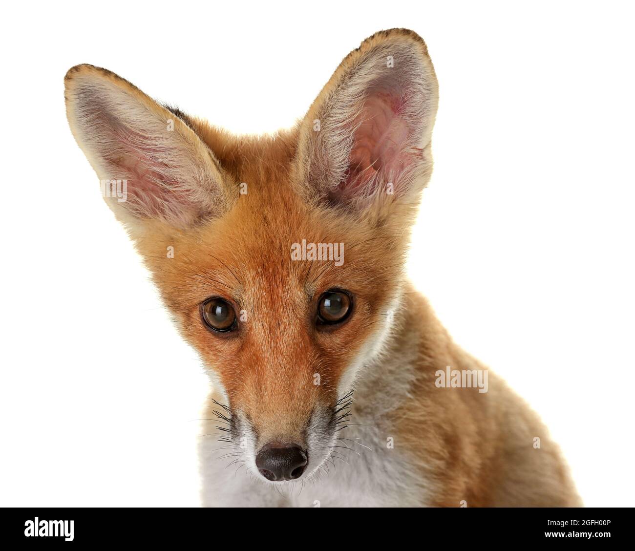 Portrait of cute little fox cub isolated on white Stock Photo - Alamy