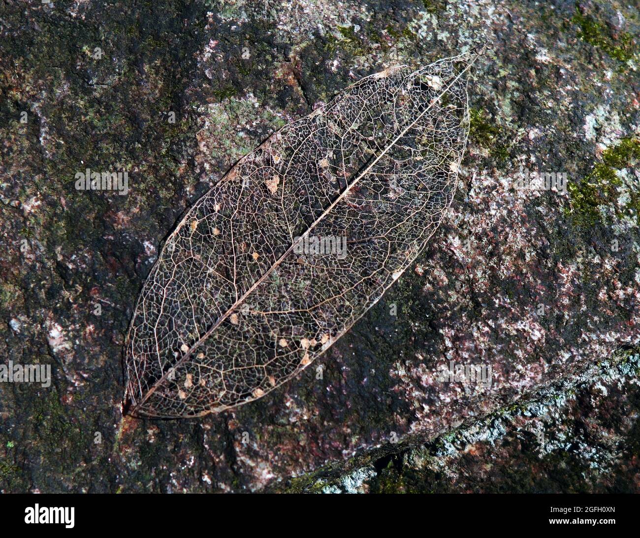 Skeletonized rainforest tree leaf on the path, Eungella National Park ...