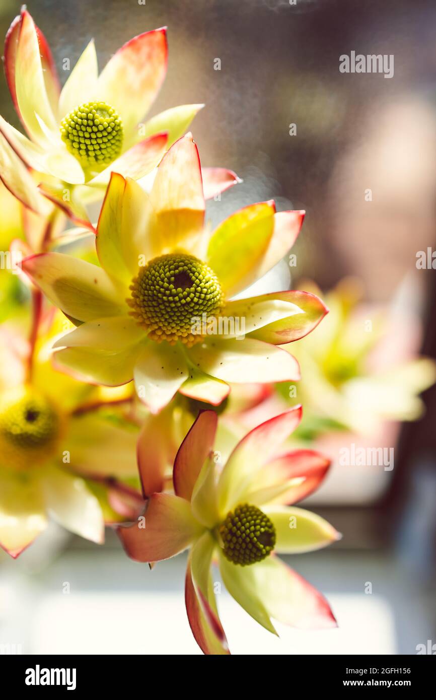 native African yellow protea Leucadendron flowers indoor iin vase by ...
