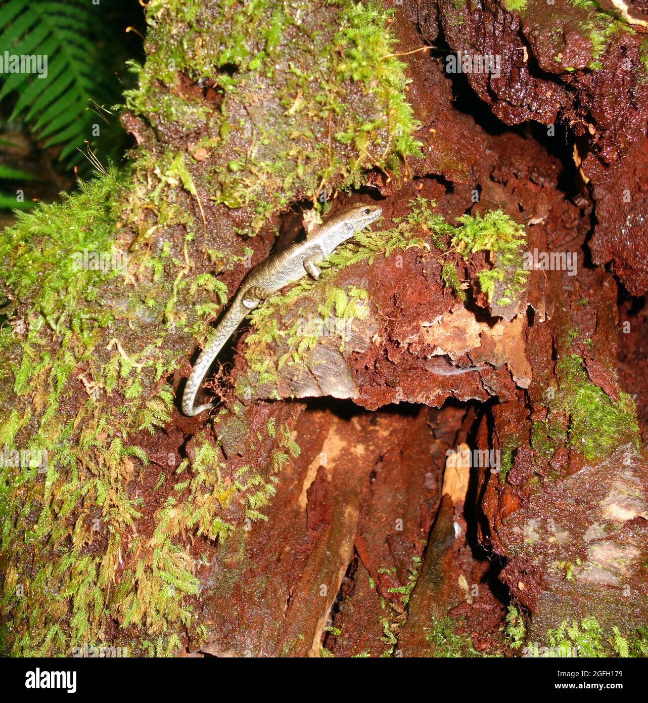 Lemon-barred forest skink (Concinnia amplus) watching passers-by ...