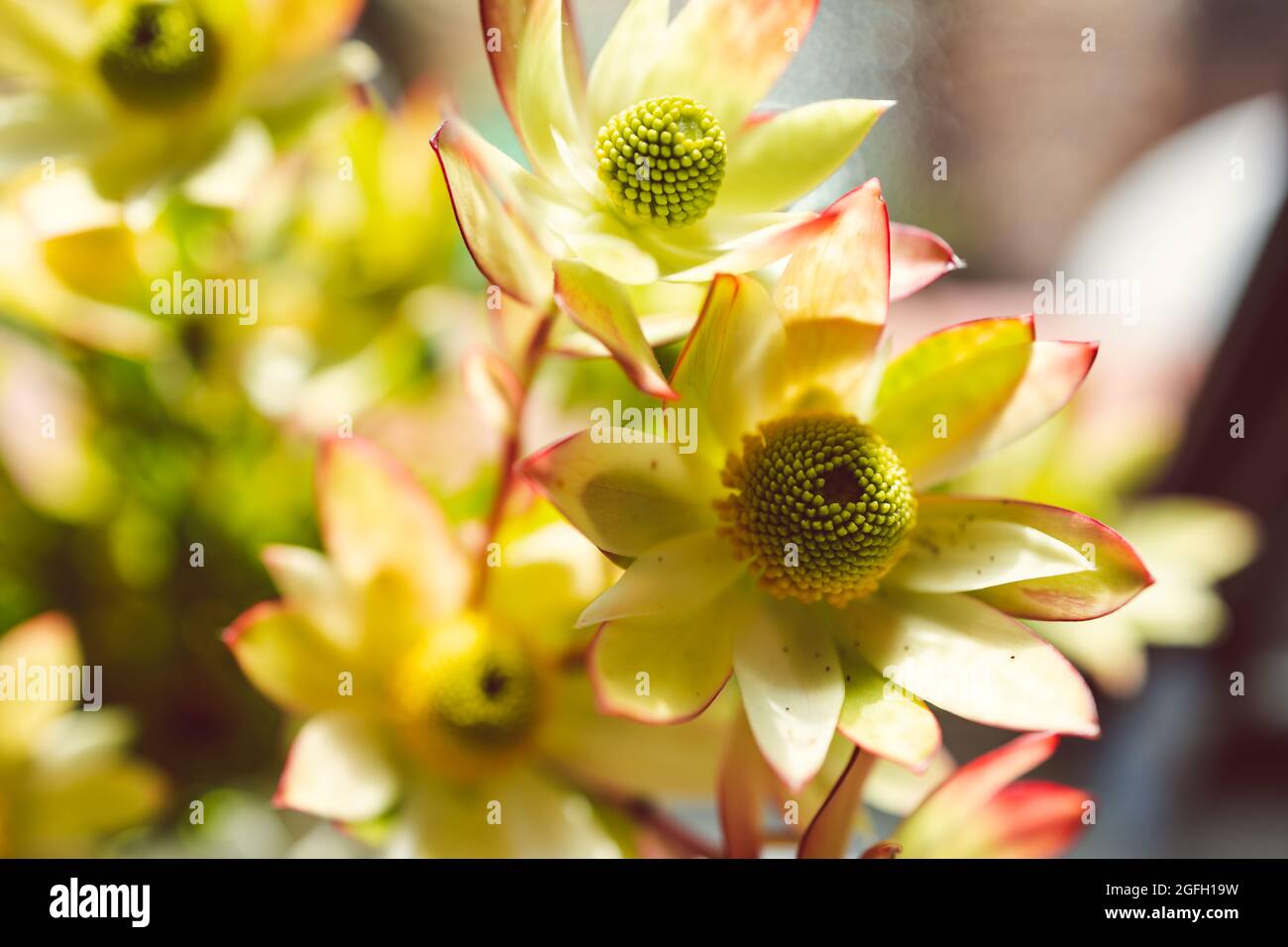 native African yellow protea Leucadendron flowers indoor iin vase by ...