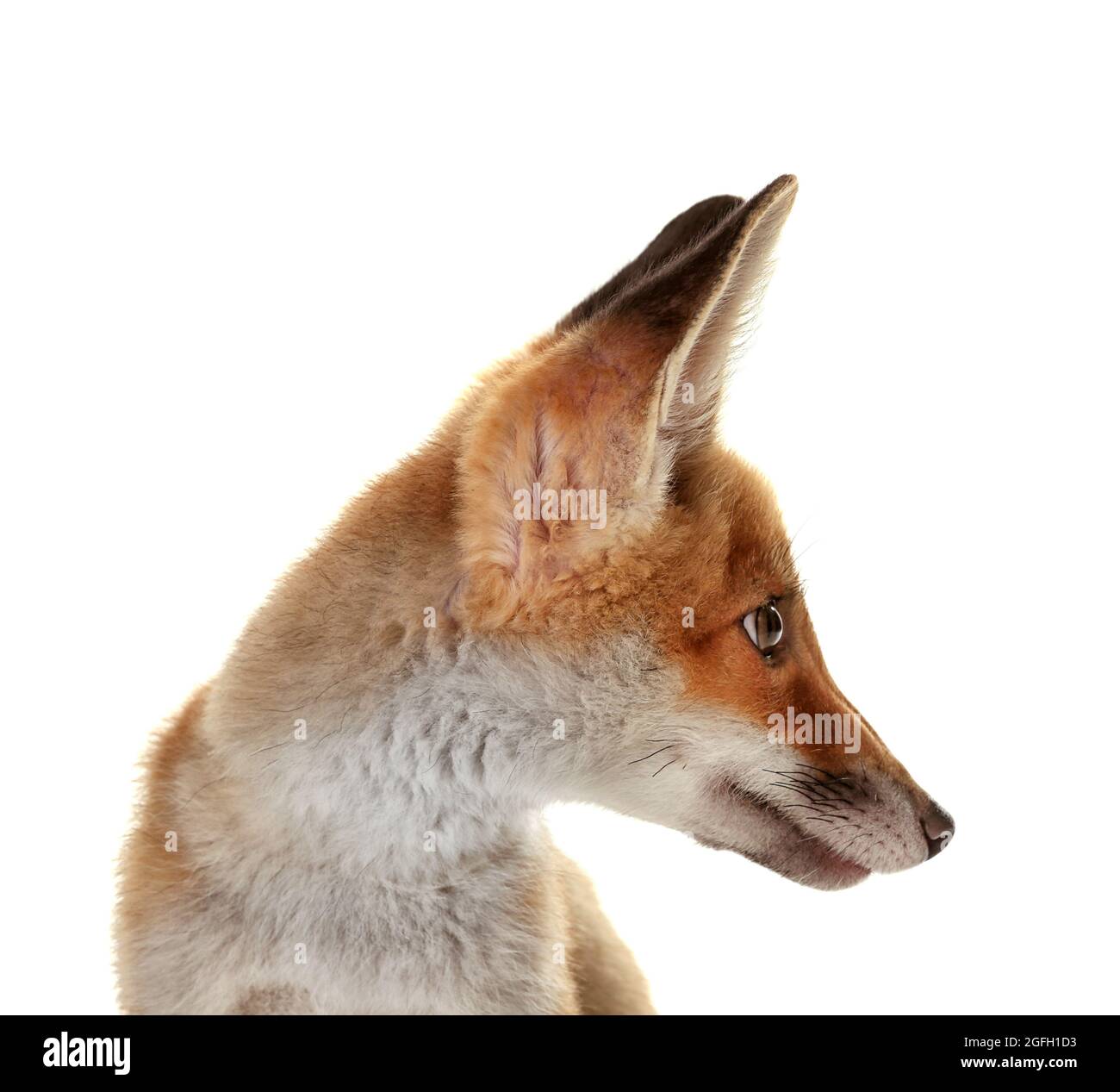 Portrait of cute little fox cub isolated on white Stock Photo - Alamy