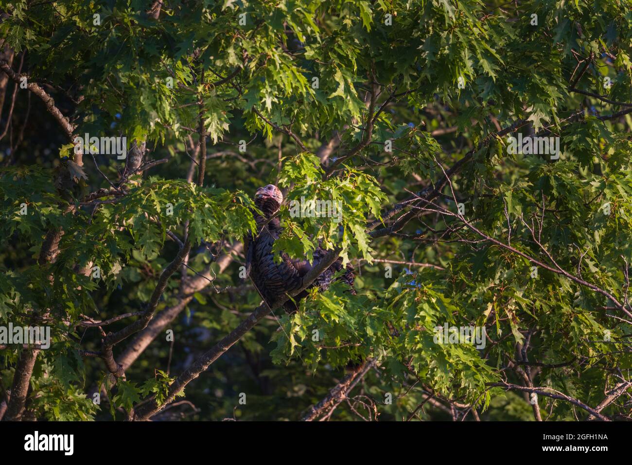Tom turkey roosting in an oak tree Stock Photo - Alamy