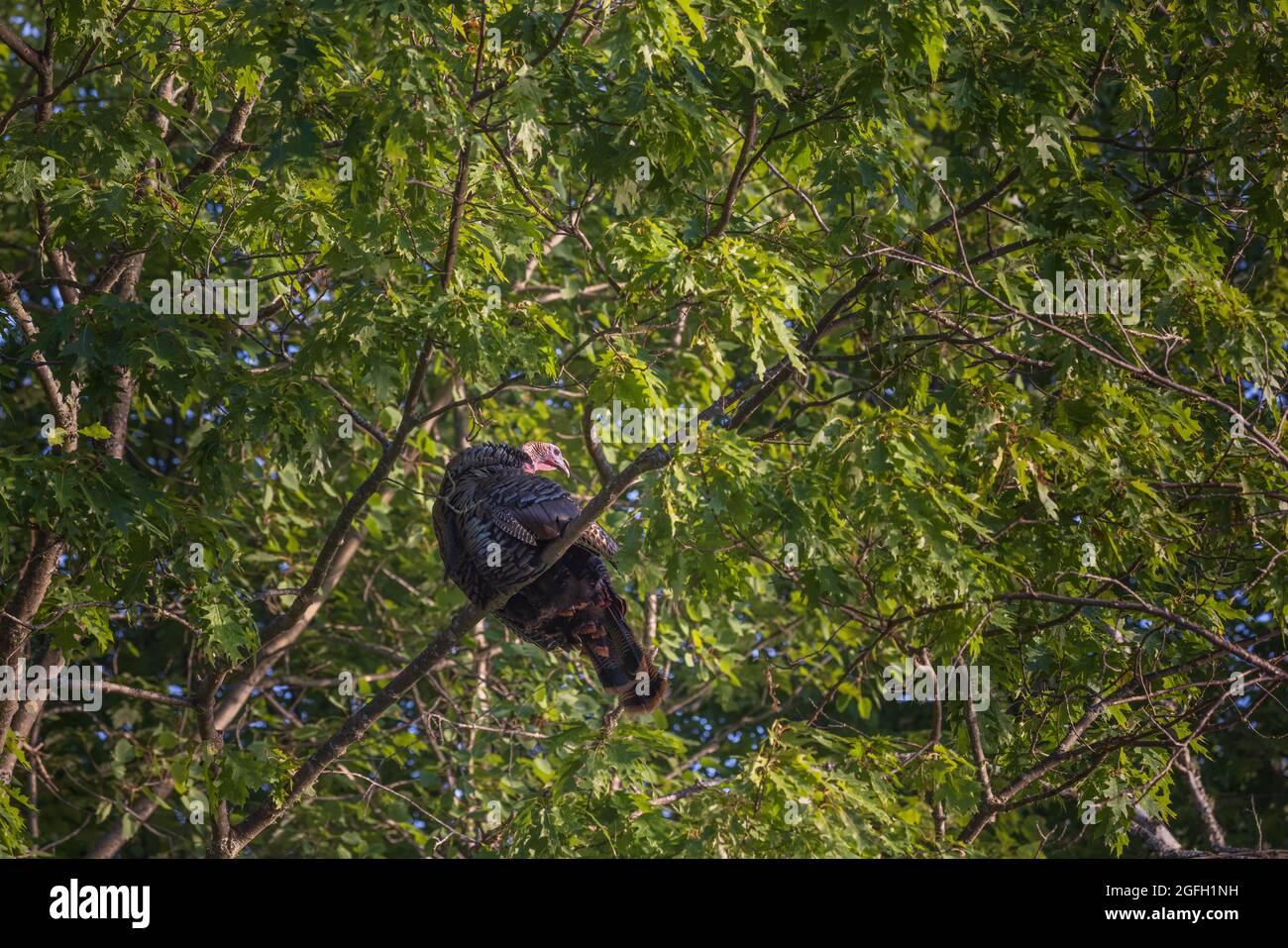 Tom turkey roosting in an oak tree Stock Photo - Alamy