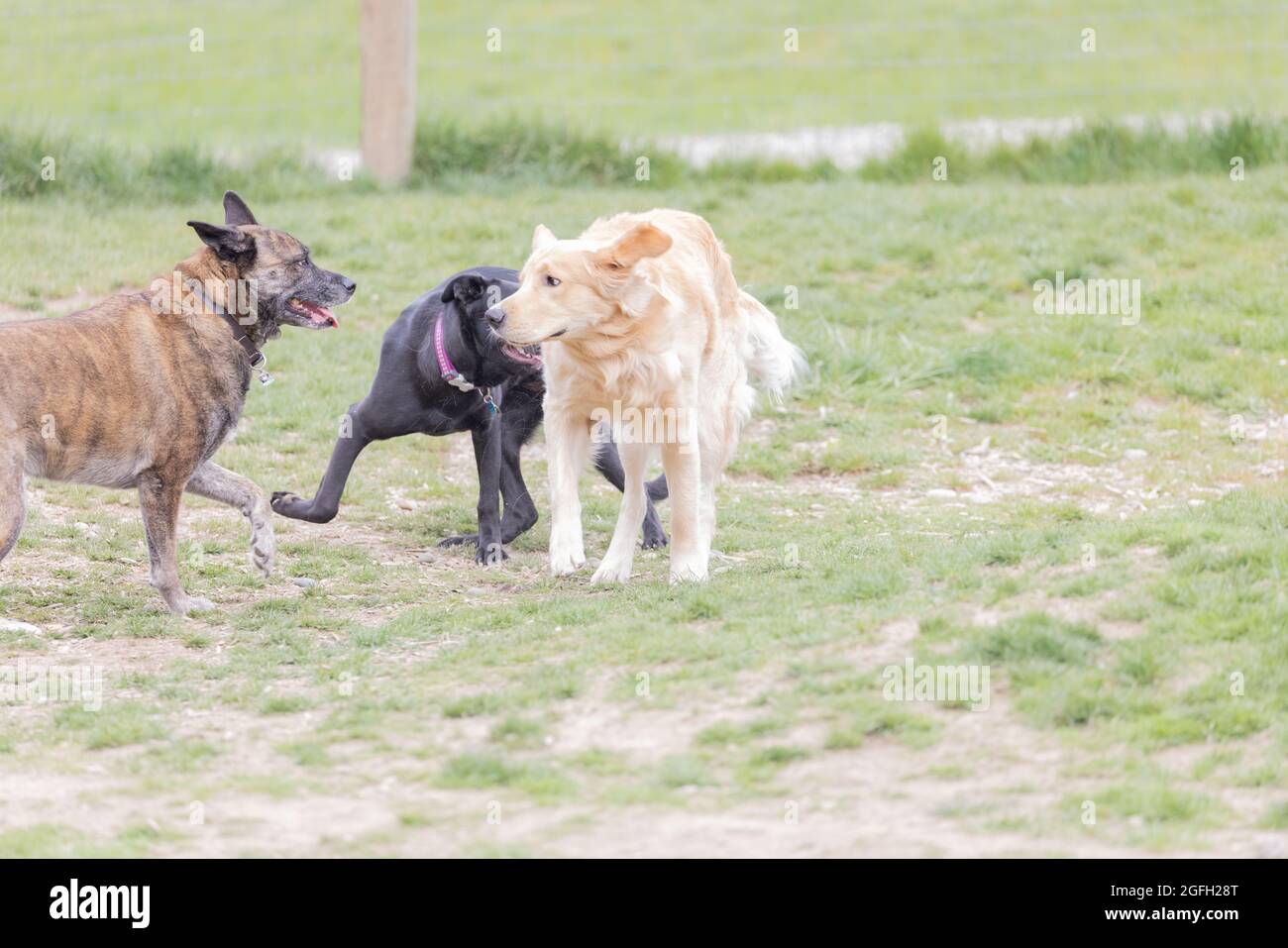 Different dog breeds together hi-res stock photography and images - Alamy