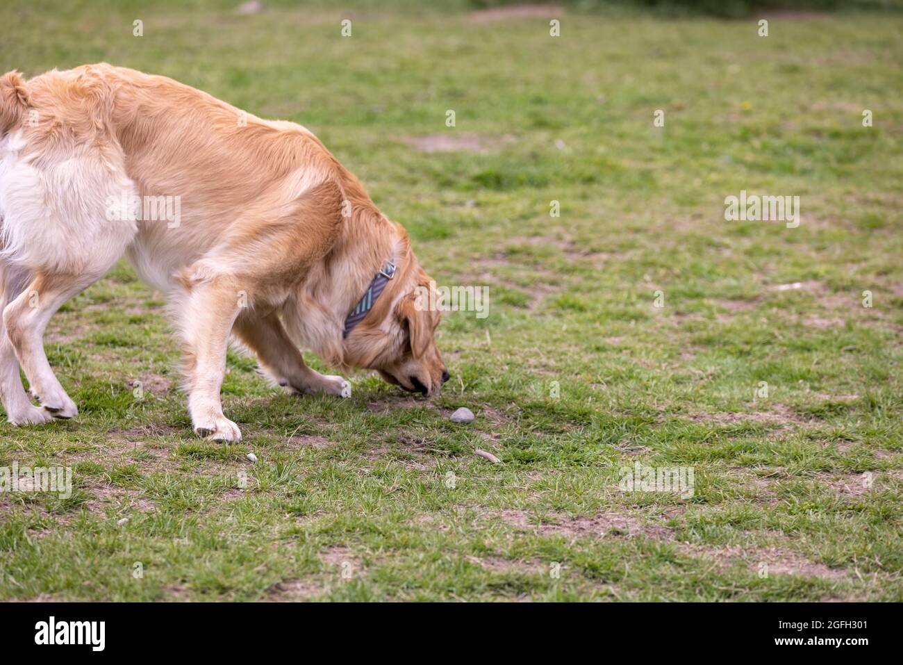 Dog golden retriever puppy smell hi-res stock photography and images ...