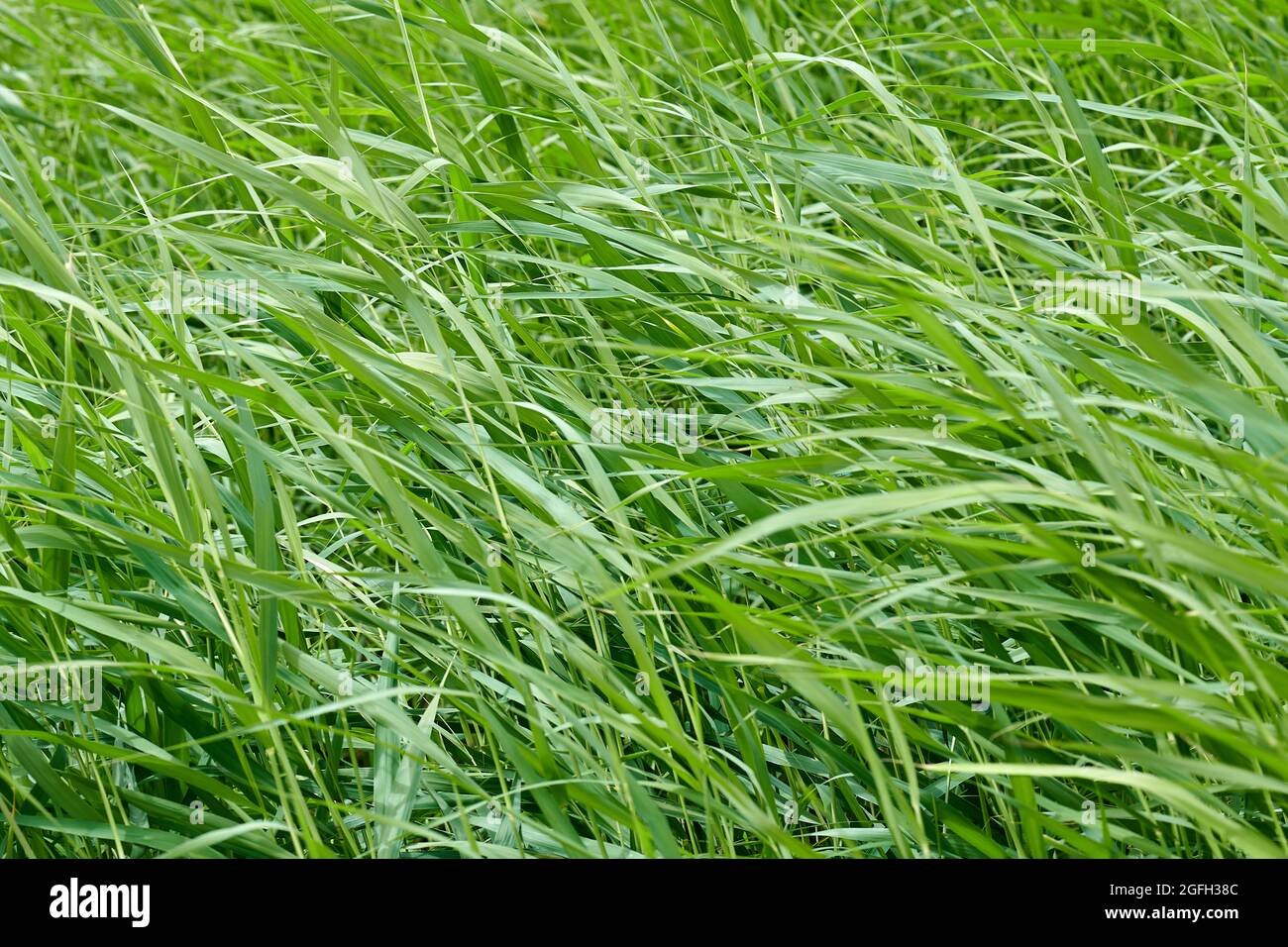 green grass sways in the field in summer Stock Photo - Alamy