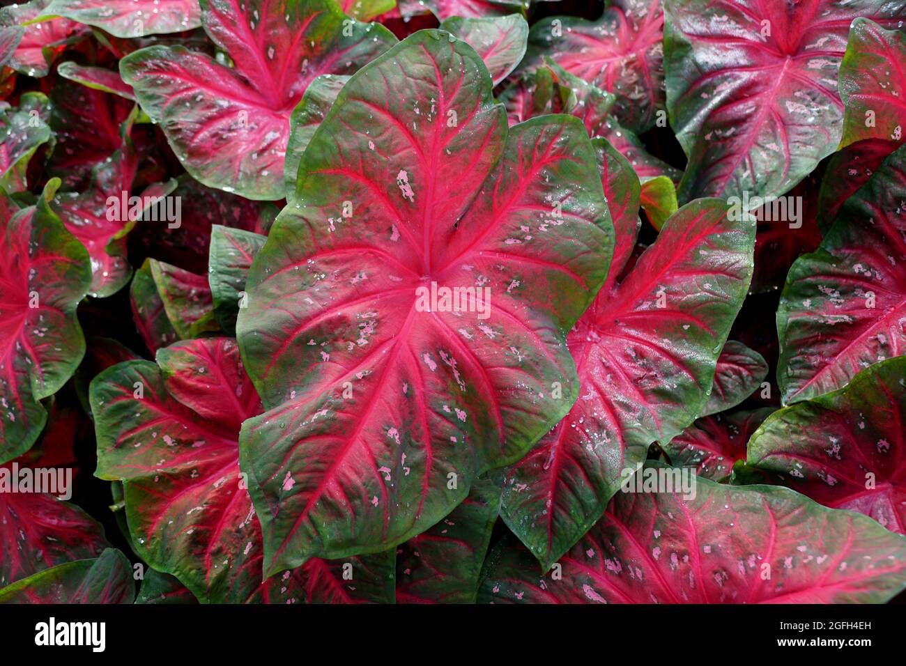 Beautiful red and green leaves of Rose Bud Caladium Stock Photo - Alamy