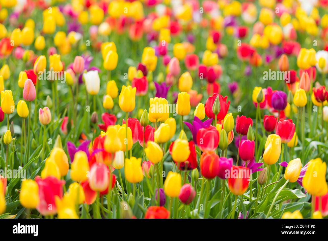 Multi colored backgrounds hi-res stock photography and images - Alamy