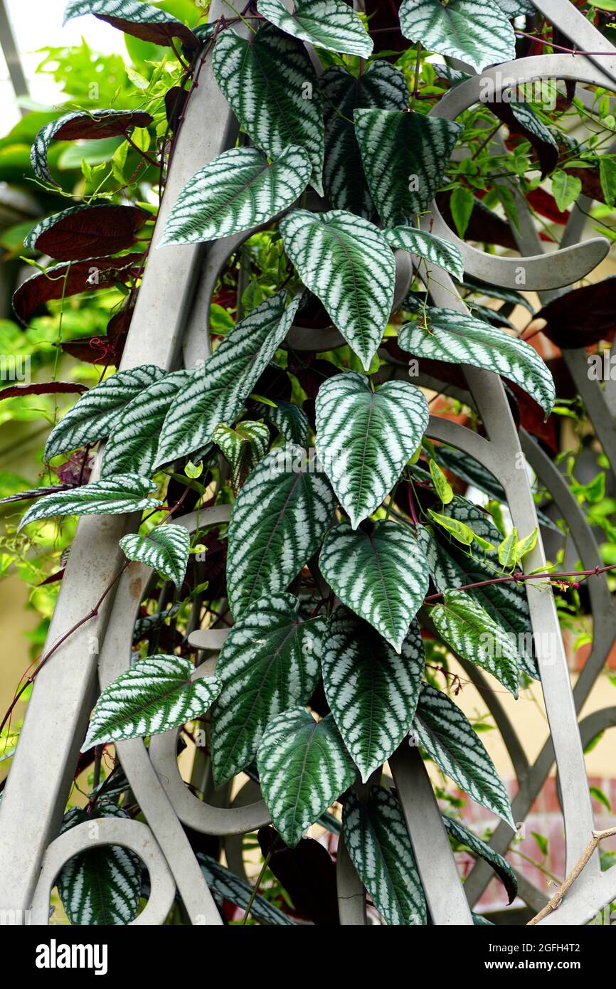 Beautiful leaf pattern of Cissus Discolor, also known as Cissus Javana ...