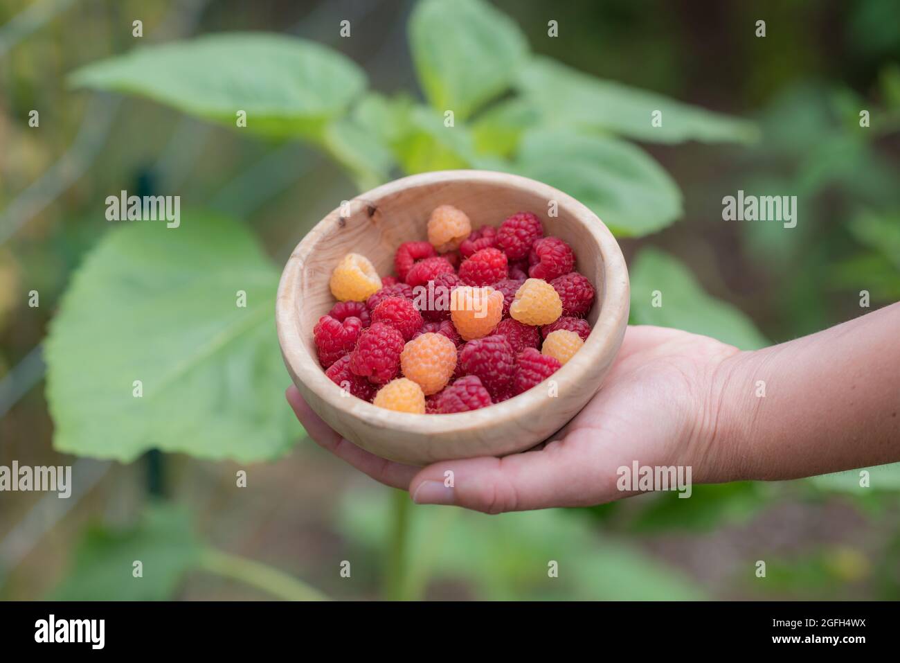 Hand holding wooden bowl full of red and golden organic raspberries ...