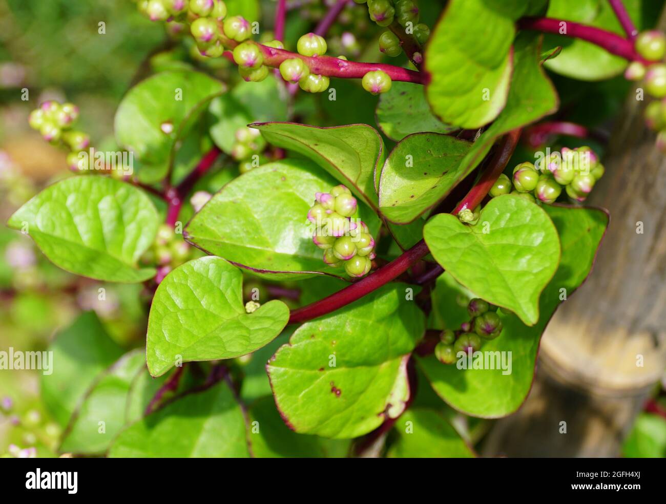 The red stem of Malabar Spinach with scientific name Basella Rubra ...