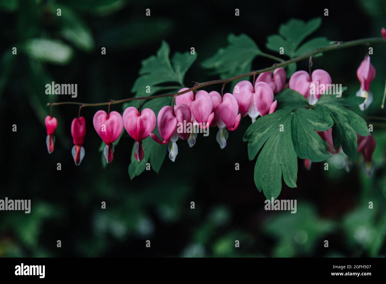 Bleeding hearts in garden hi-res stock photography and images - Alamy