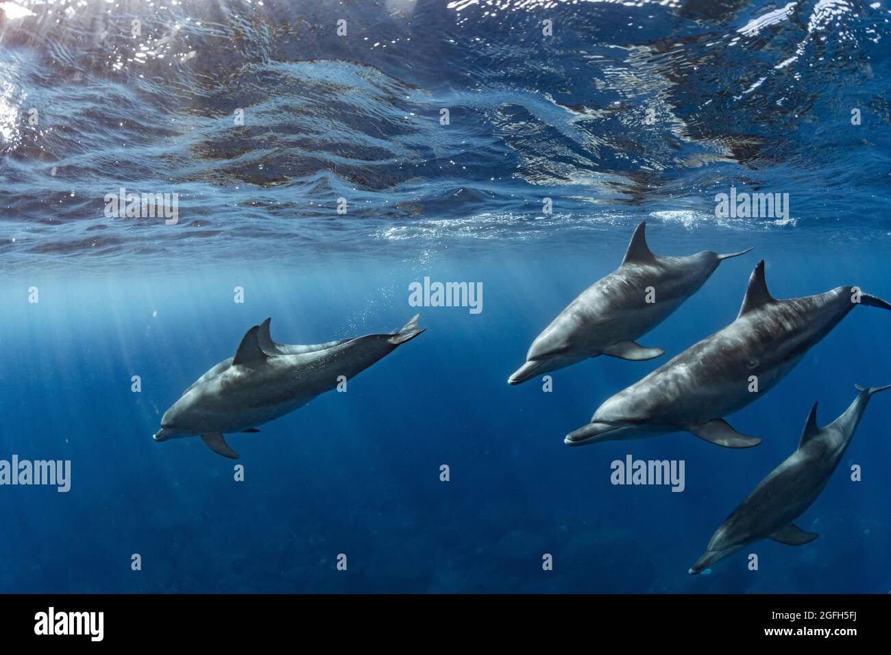 Tokyo wildlife hi-res stock photography and images - Alamy