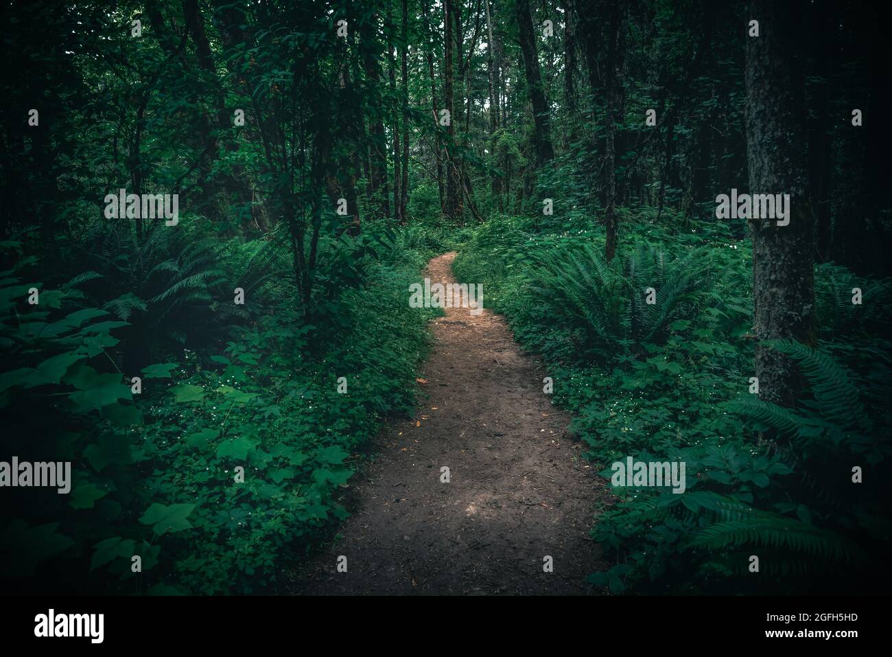 Mysterious trail path winding through lush green dark forest Stock ...