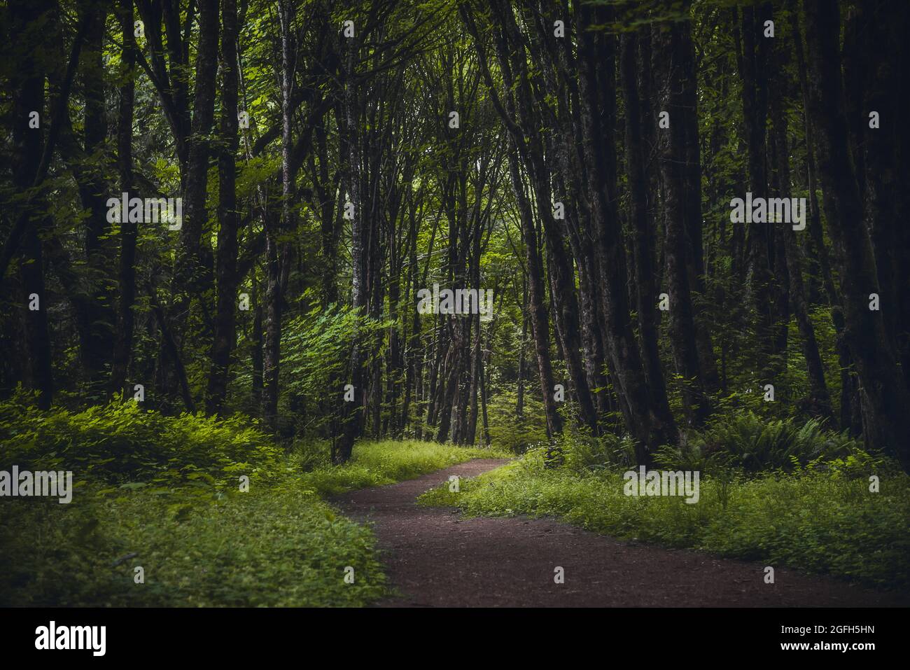 Path forest path hi-res stock photography and images - Alamy
