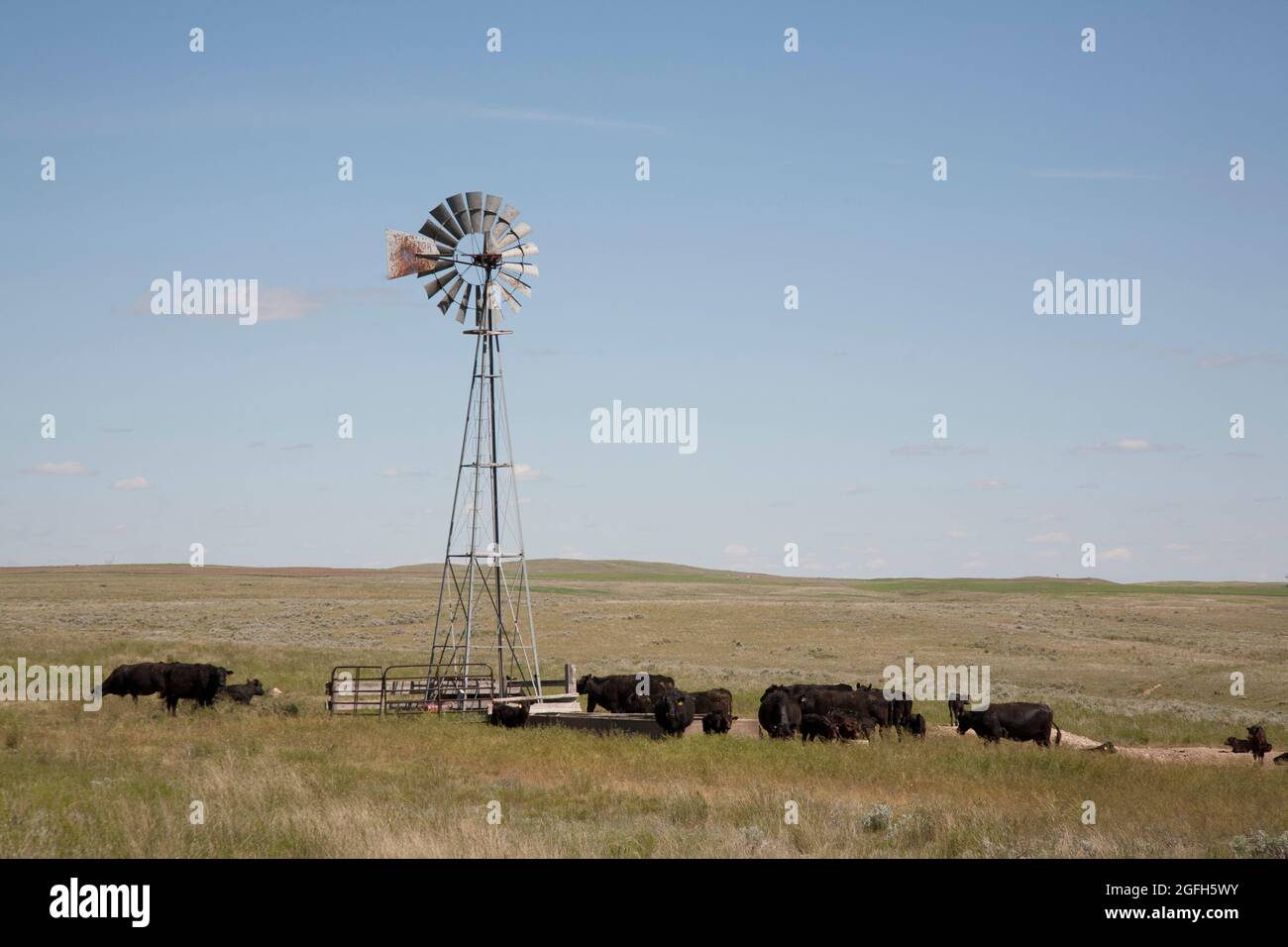 A windmill (water pump) stands high over the prairie and drinking cows ...