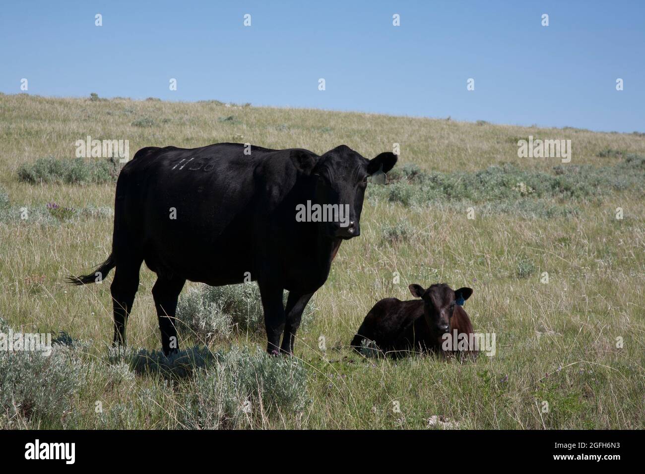 Animal unit hi-res stock photography and images - Alamy